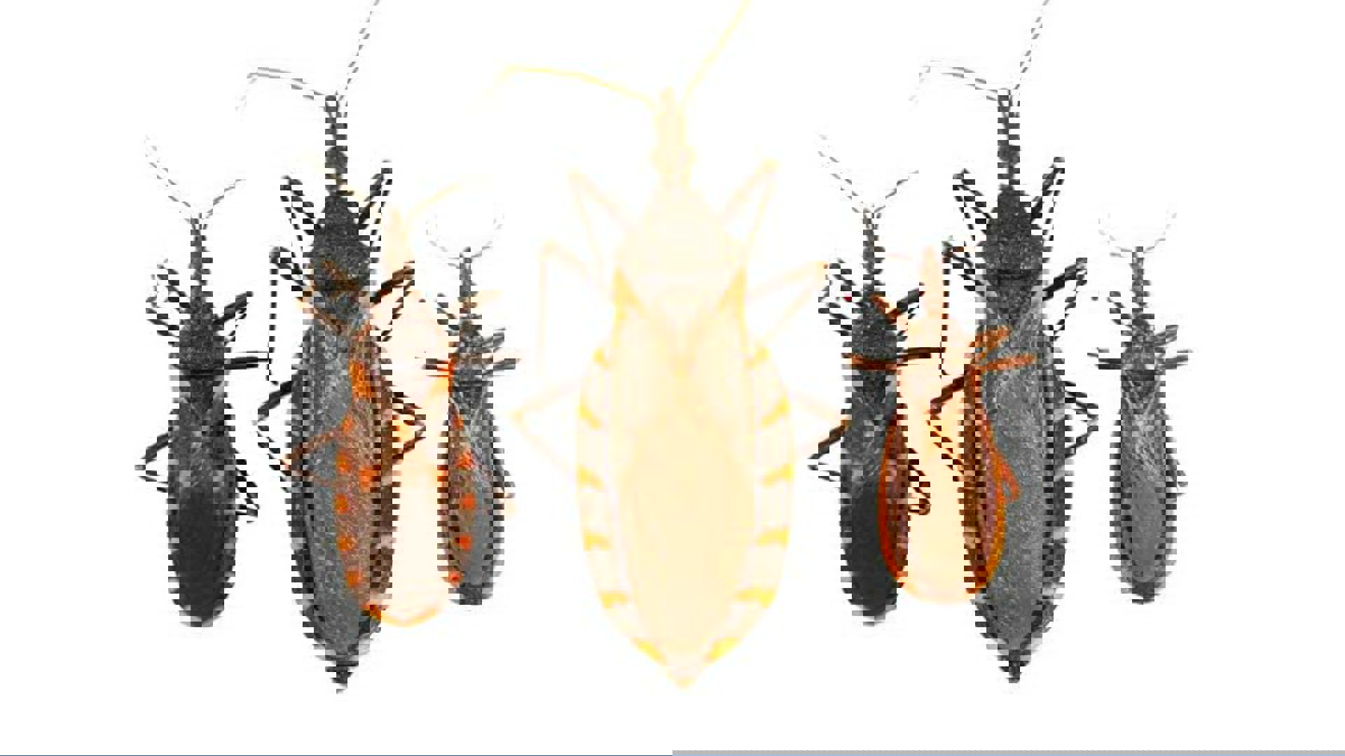 What you need to know about 'kissing bug' disease in Texas | kens5.com