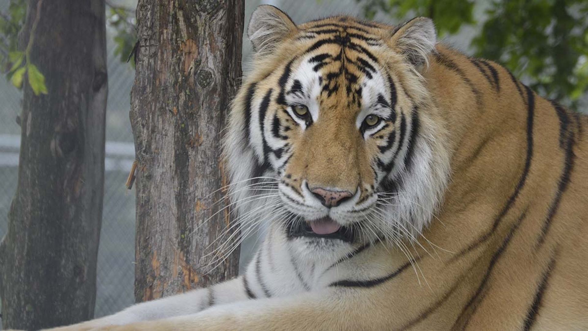 These rescued Texas tigers are celebrating a significant anniversary ...