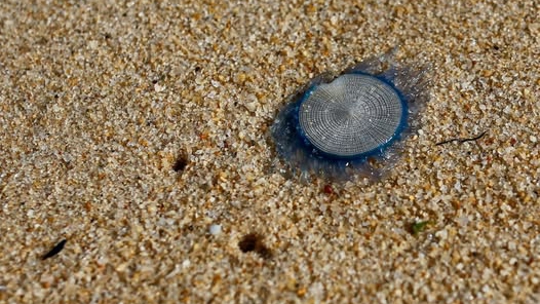 Mysterious blue creature washing up on Texas beaches explained | kens5.com