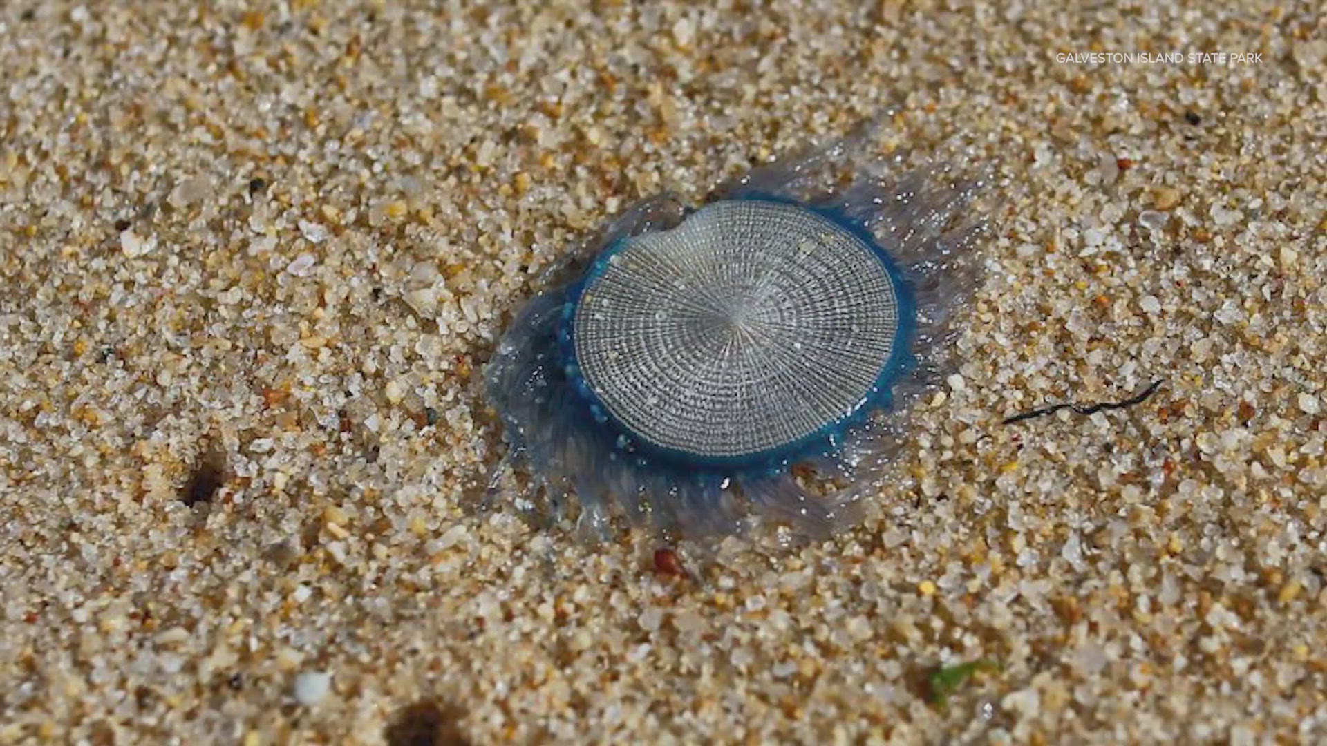 Mysterious blue creature washing up on Texas beaches explained | kens5.com