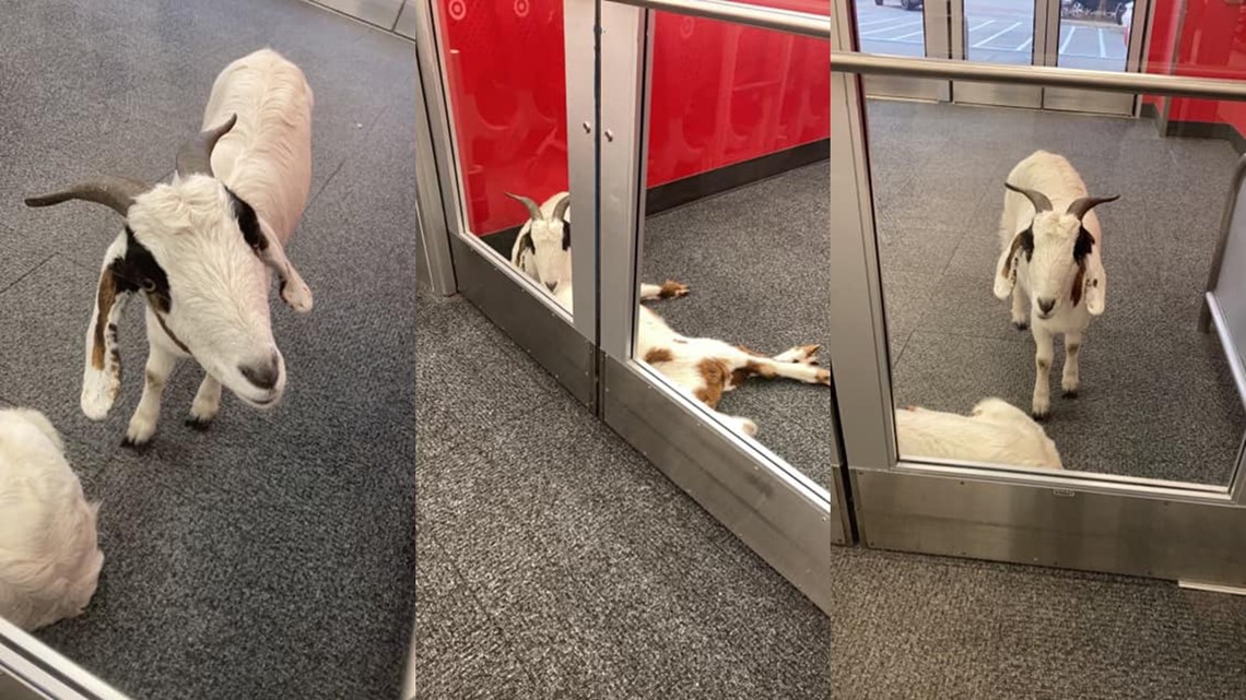 Goats in Target store | Houston, Texas news | kens5.com