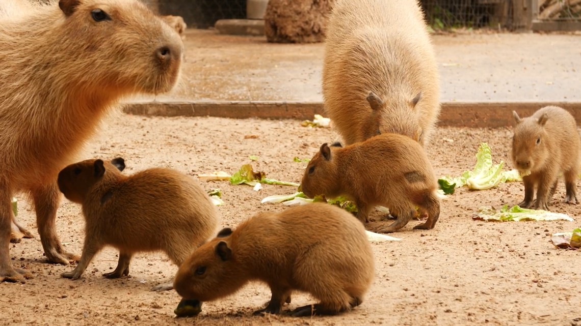 World's largest rodents at Houston Zoo | kens5.com