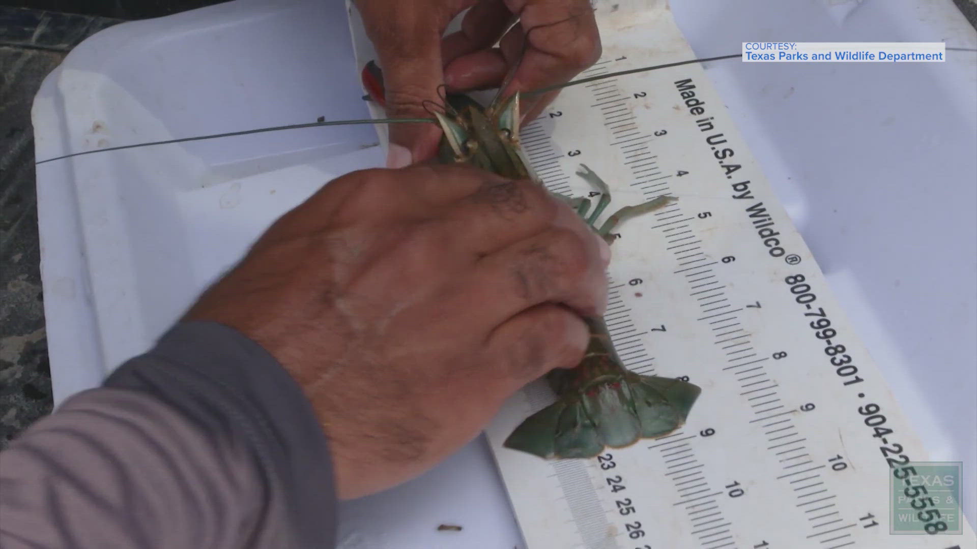 Scientists monitor invasive Australian crayfish threat in Texas | kens5.com