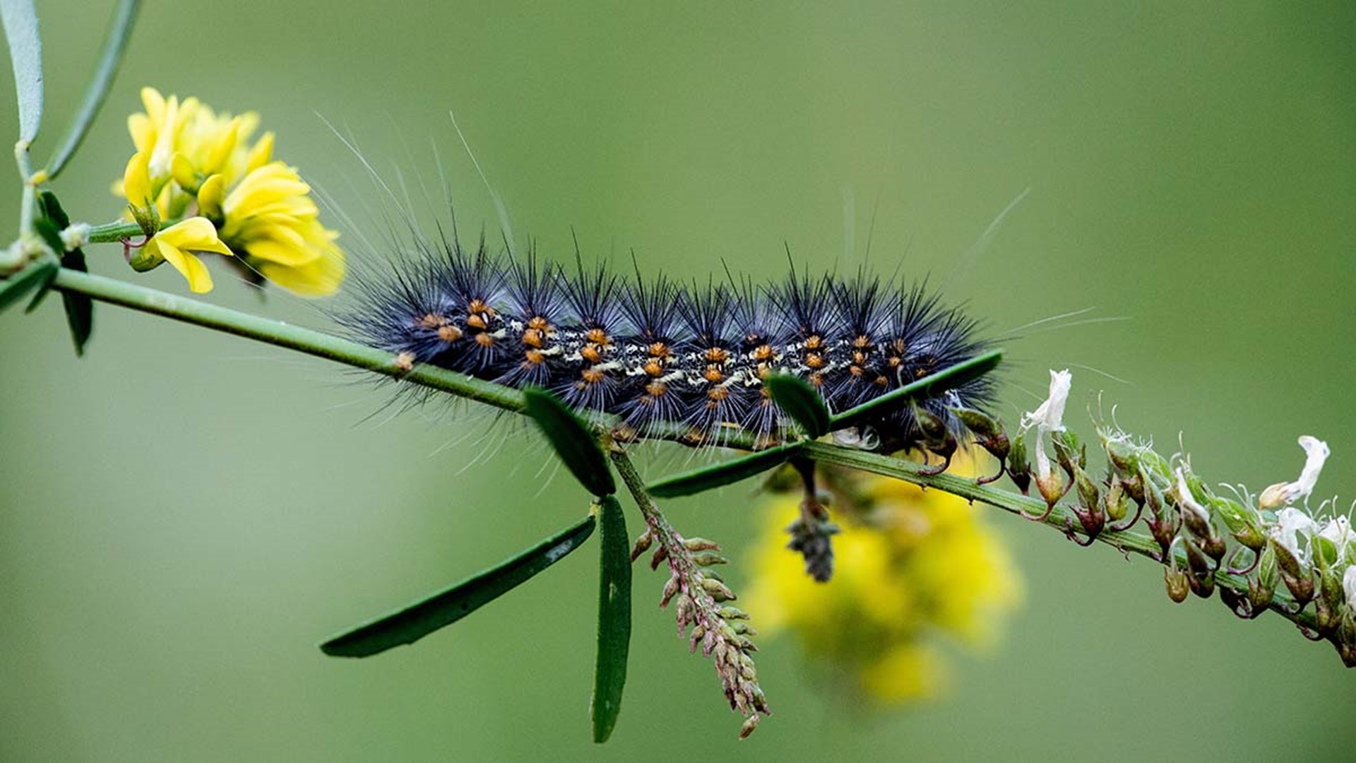 What are the fuzzy black caterpillars crawling all over Houston ...