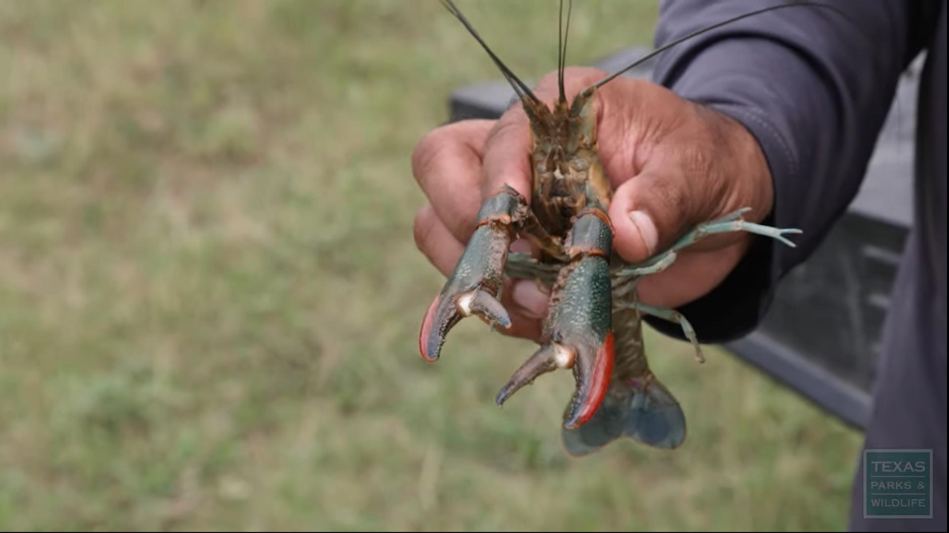 Scientists monitor invasive Australian crayfish threat in Texas | kens5.com