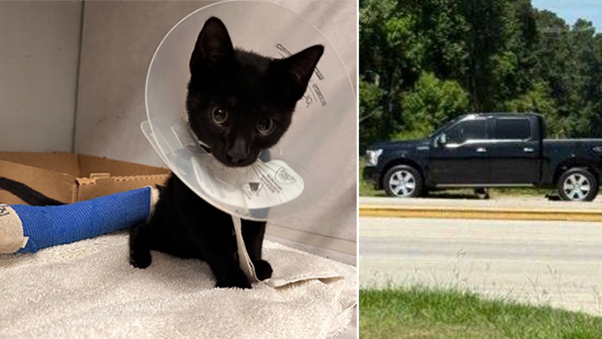 Woman charged with animal cruelty after kitten dumped, run over in ...