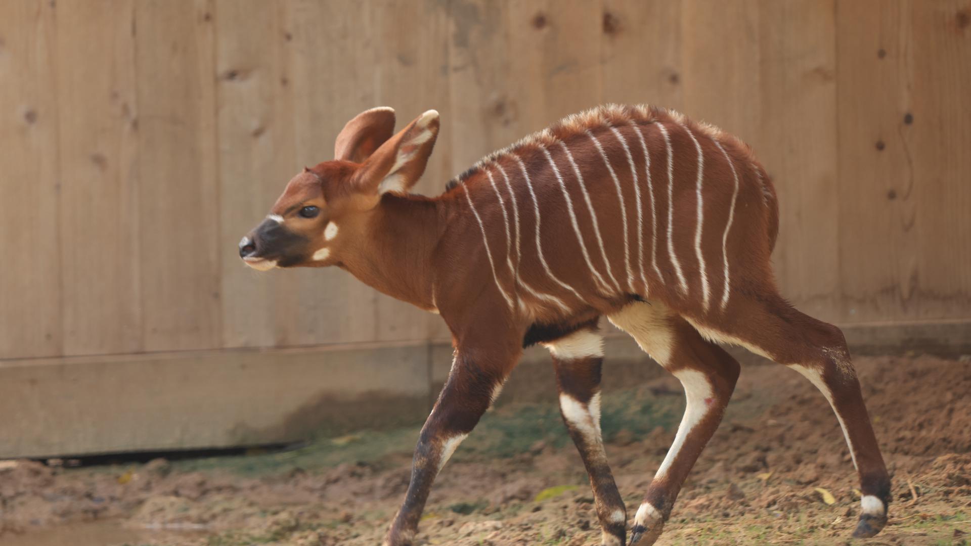 Houston Zoo welcomes birth of endangered eastern bongo calf | kens5.com