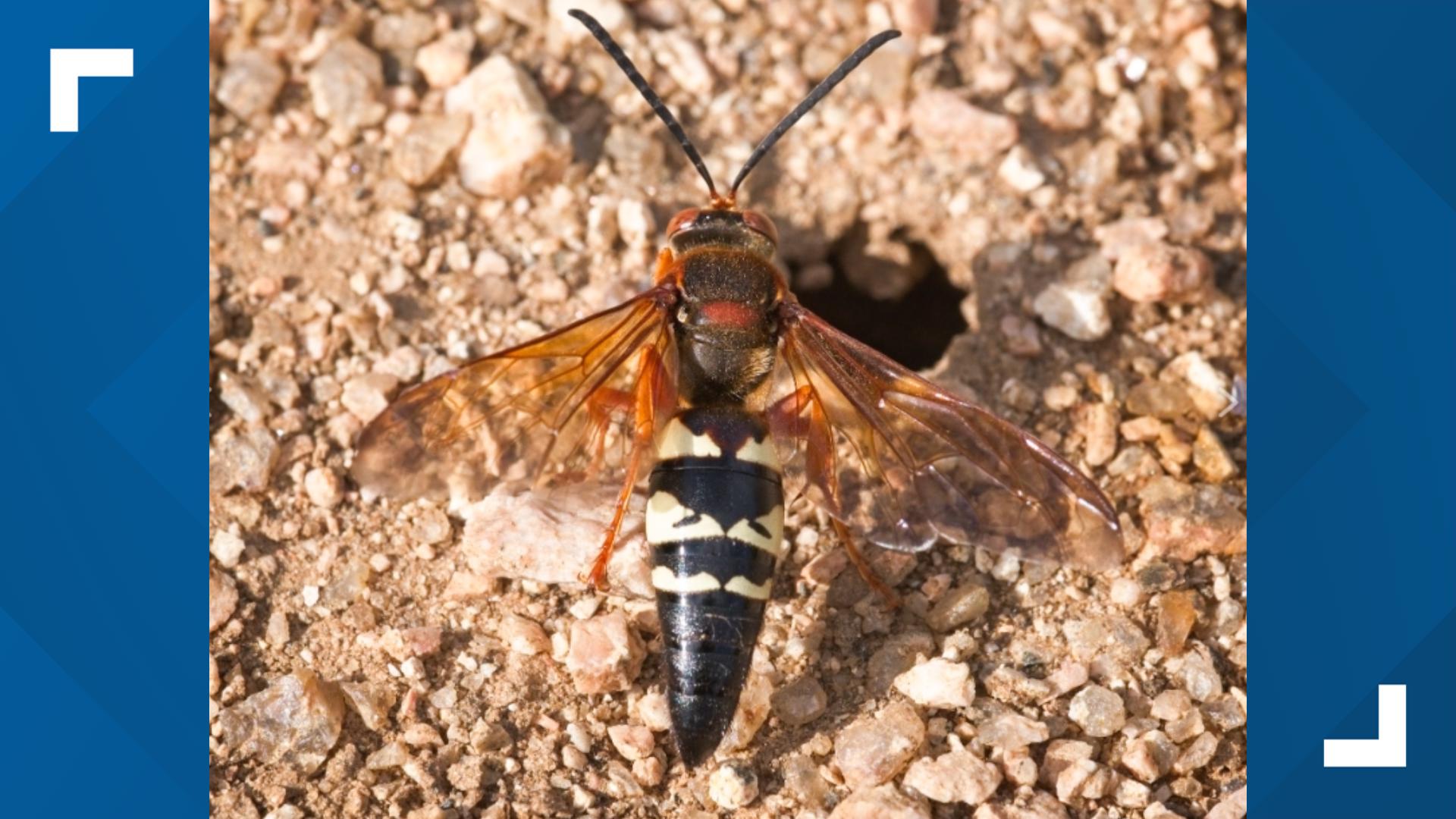 Are murder hornets in Texas? | kens5.com