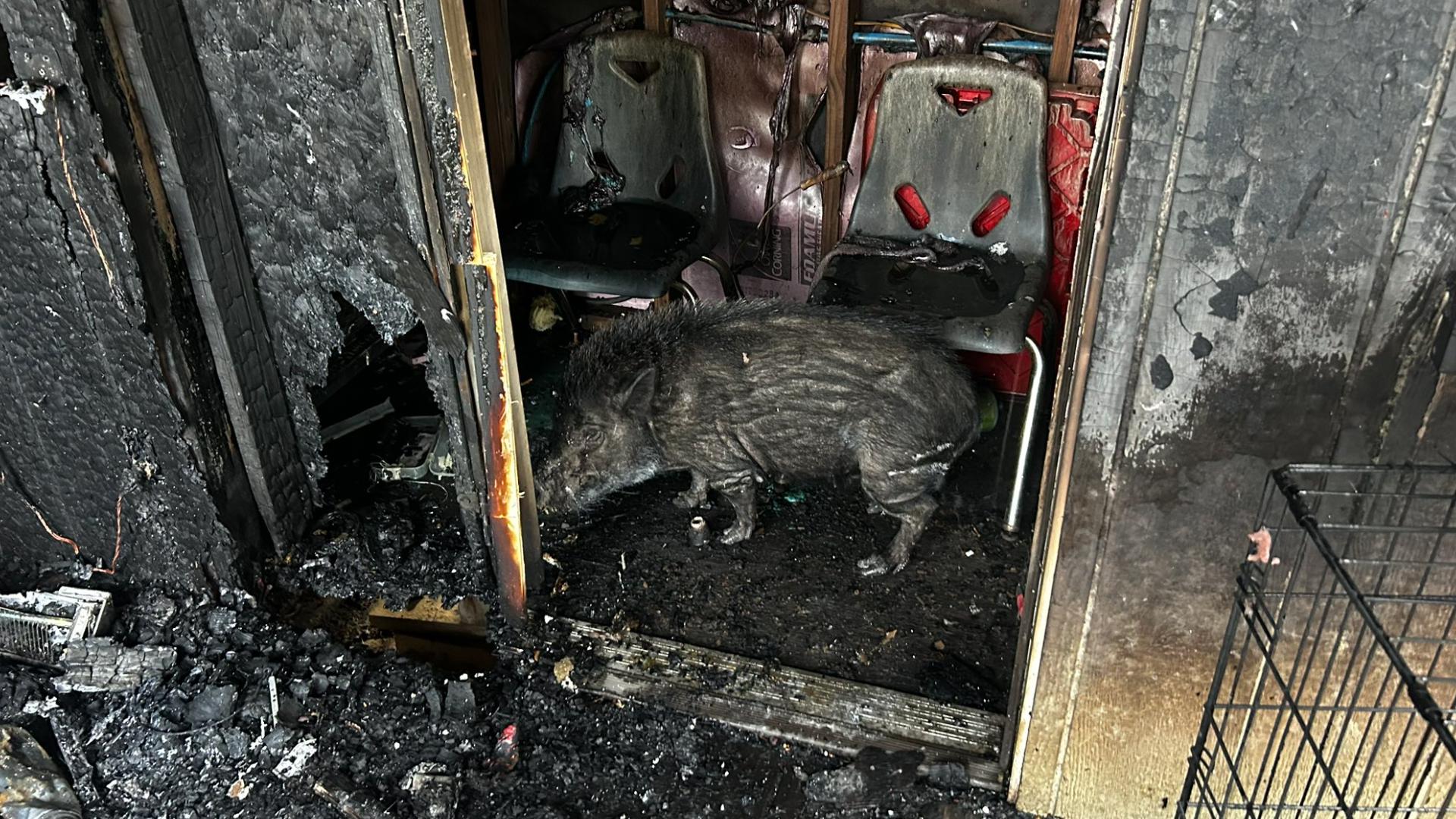 Spring firefighters rescue elderly woman, pets from house fire | kens5.com