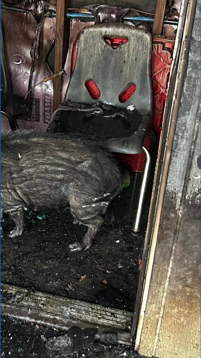 Spring firefighters rescue elderly woman, pets from house fire | kens5.com