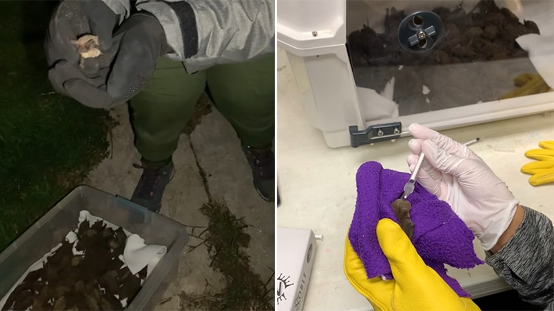 Hundreds of cold-stunned bats rescued in Houston area | kens5.com