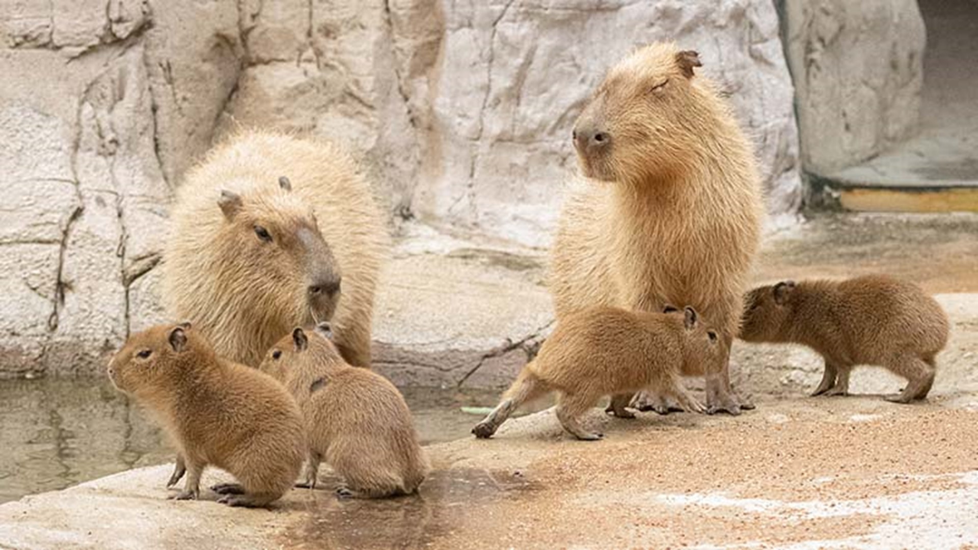 World's largest rodents at Houston Zoo | kens5.com
