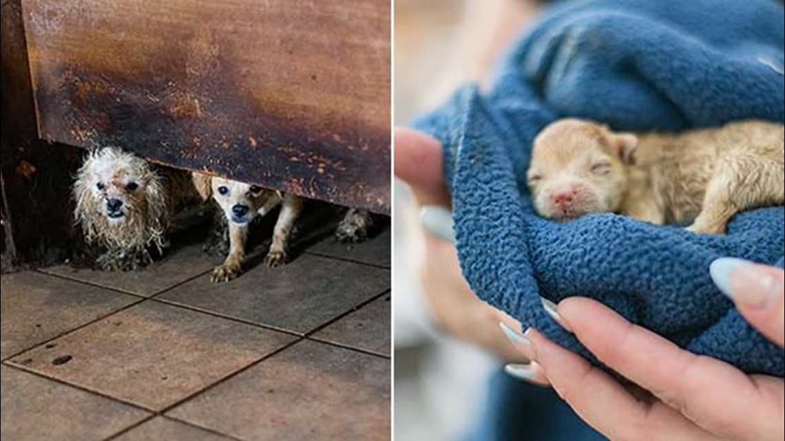 50 starving dogs, including newborn puppy, rescued in Heights | kens5.com