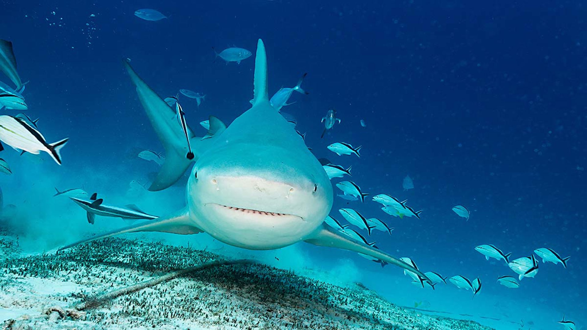 TAMU researchers study increase in baby bull sharks in Texas | kens5.com