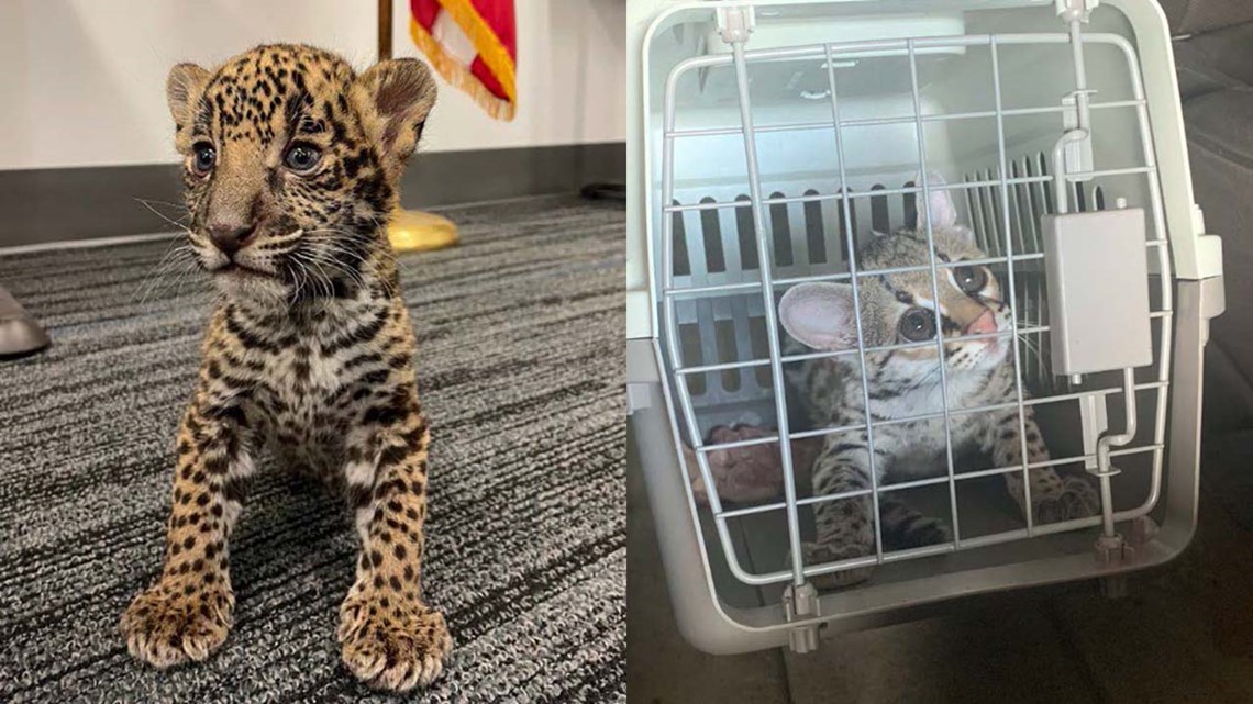 Texas couple caught trying to sell jaguar cub at Academy | kens5.com