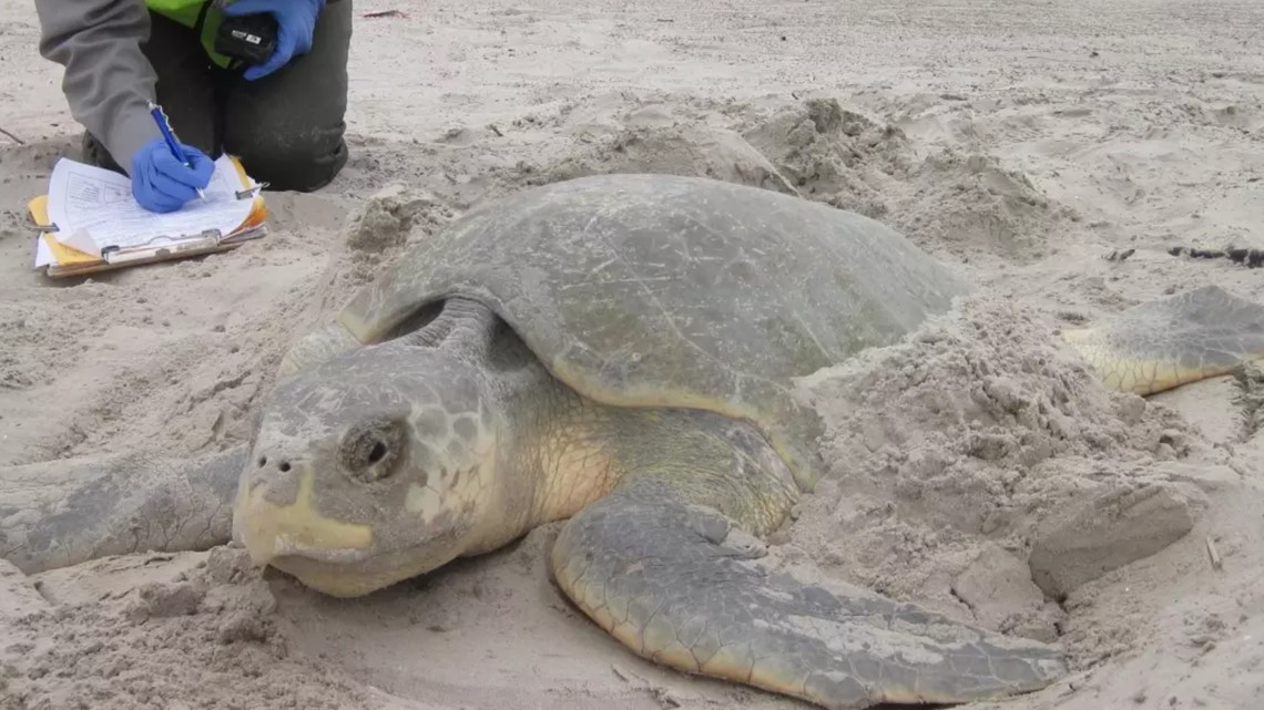 Wildlife experts urge public to help protect sea turtles | kens5.com