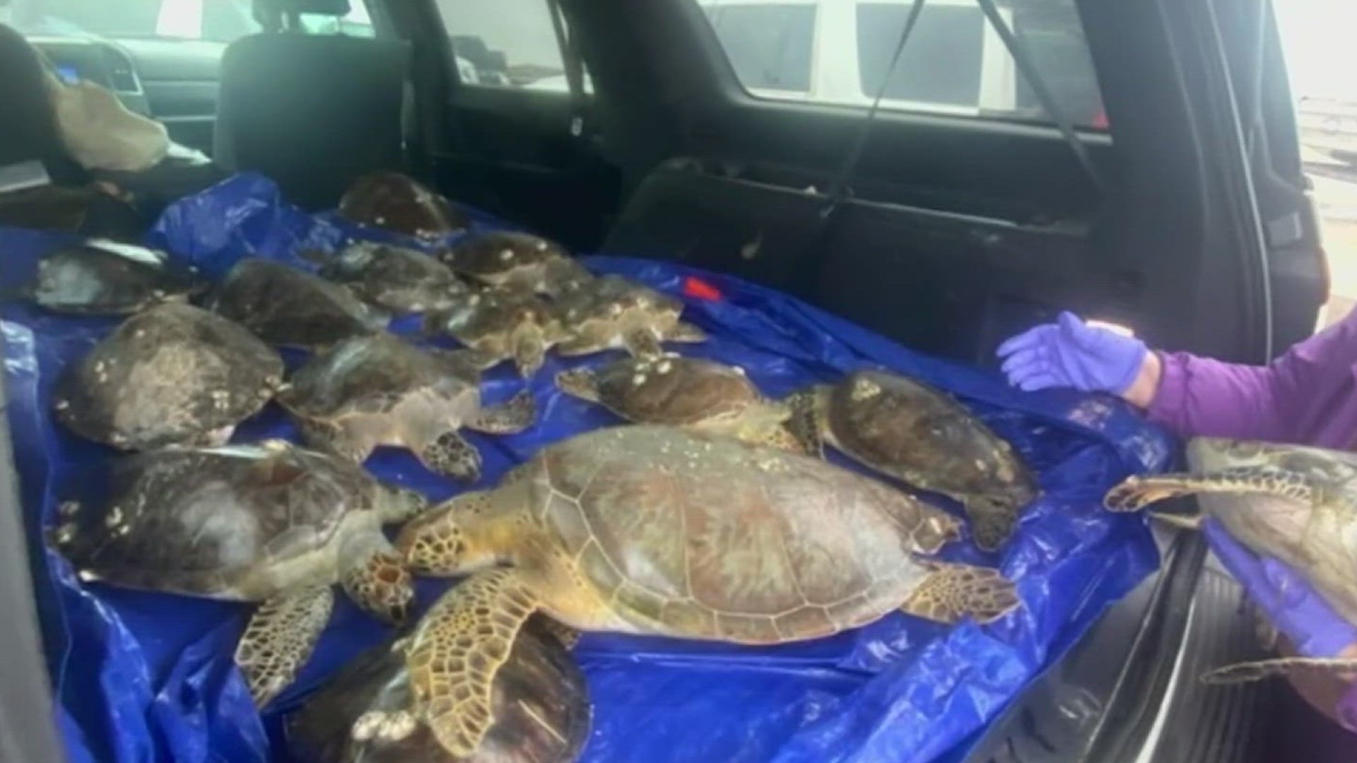 How dead cold-stunned sea turtles are buried | kens5.com