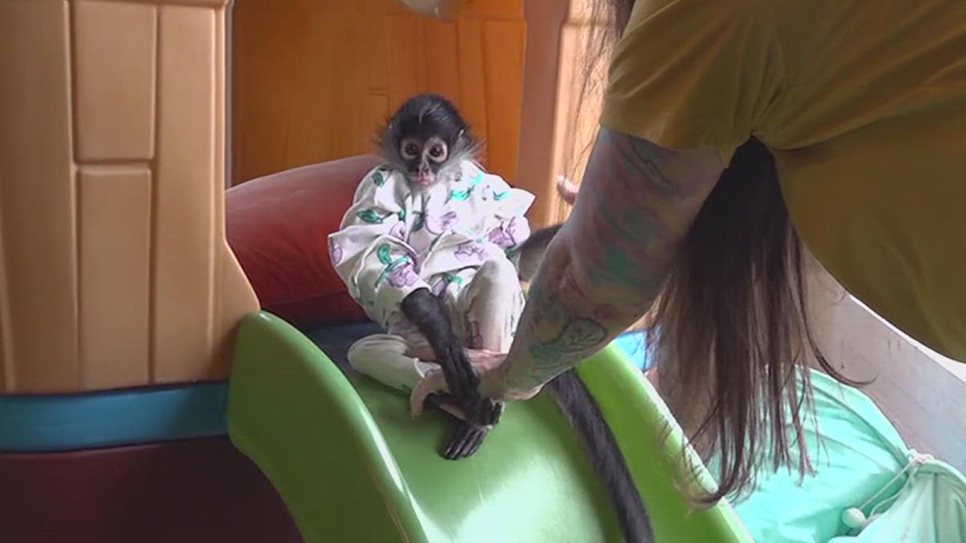 Brandi Tislow brings in primates | kens5.com