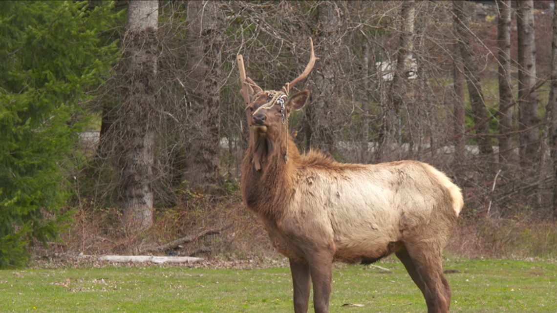 Packwood waits for elk with hammock on head to drop antlers | kens5.com