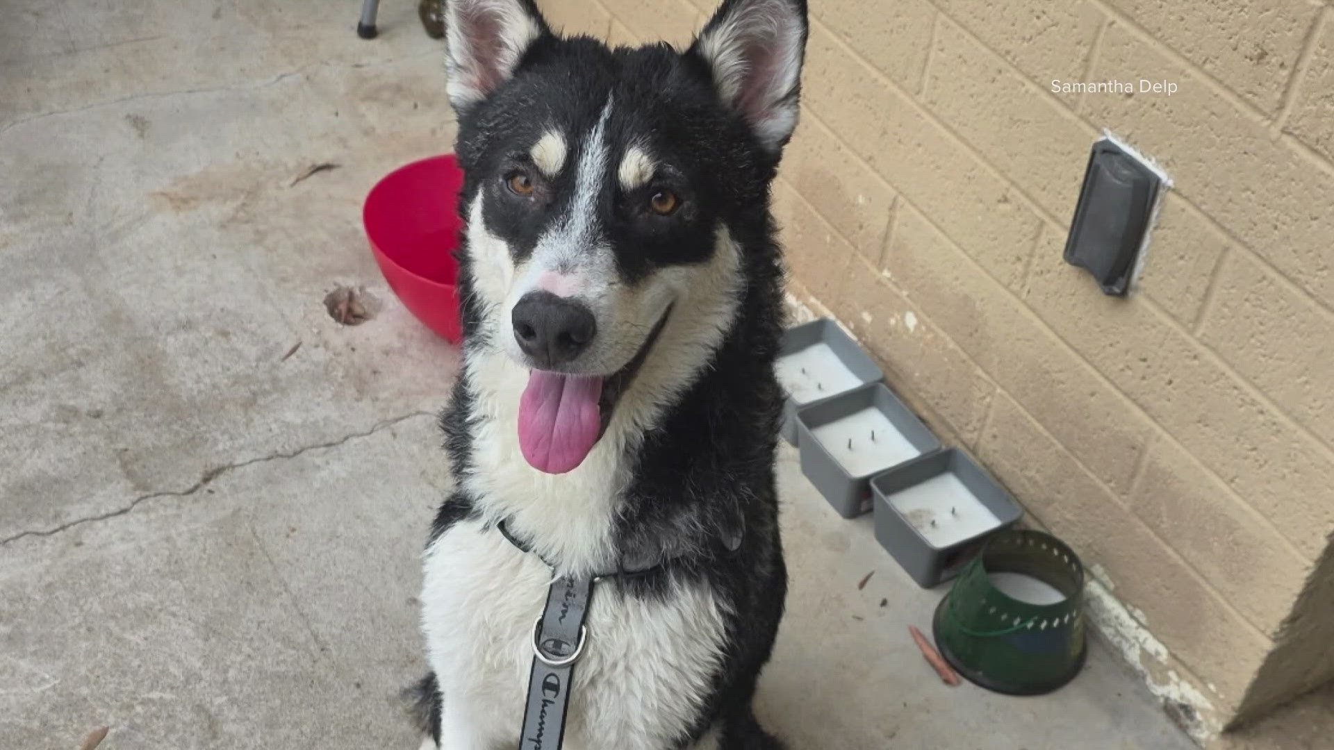 Video footage shows dog being dragged from Phoenix backyard | kens5.com