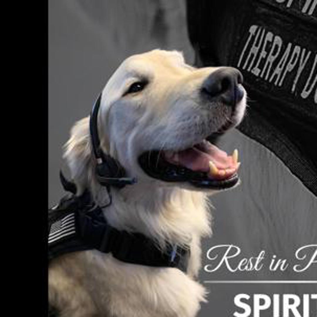 Spirit, therapy dog who supported 911 dispatchers in Phoenix, passes ...