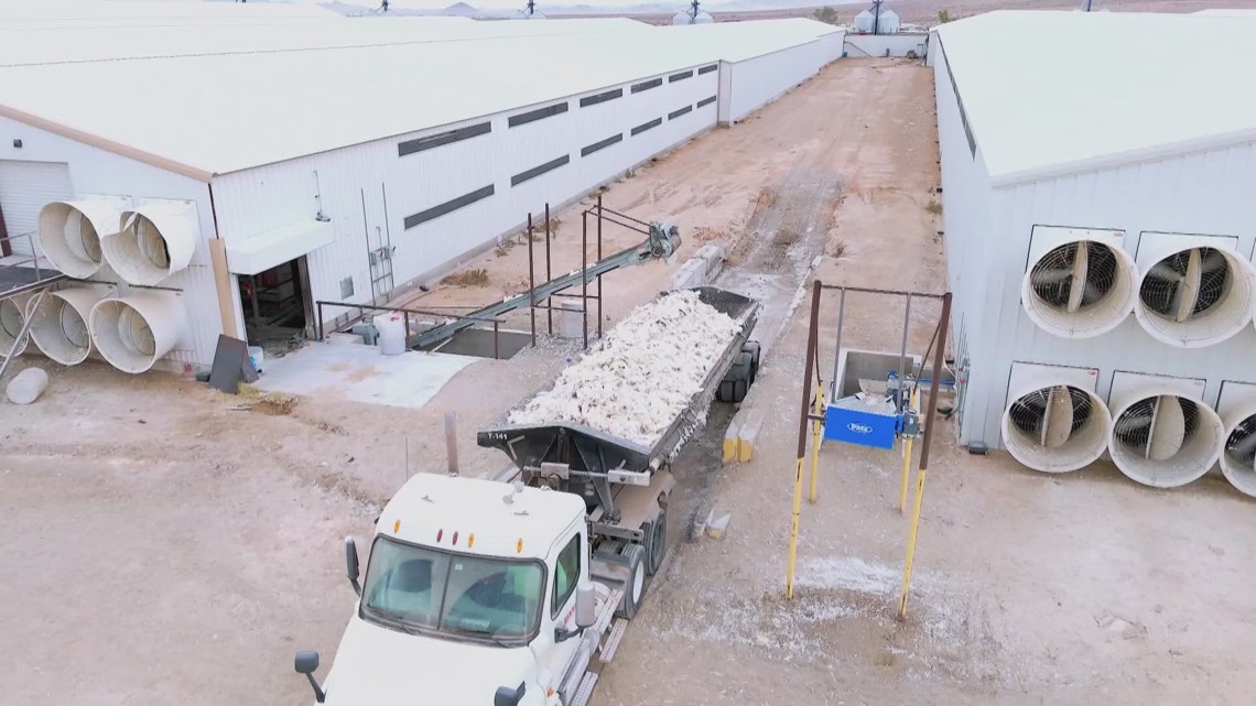 Arizona issued waiver for Hickman's chicken burial | kens5.com