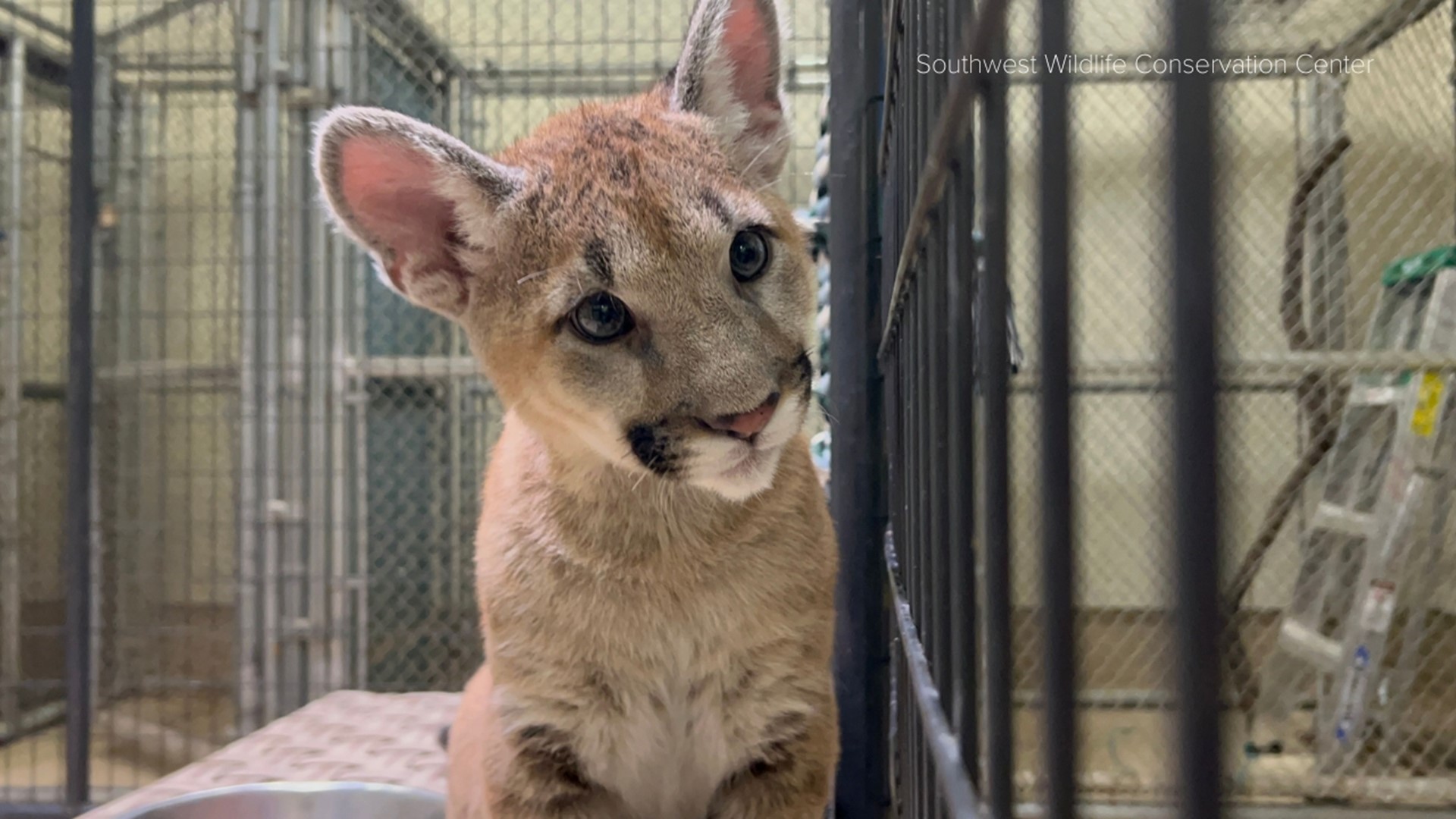 Scottsdale wildlife sanctuary names baby mountain lions | kens5.com