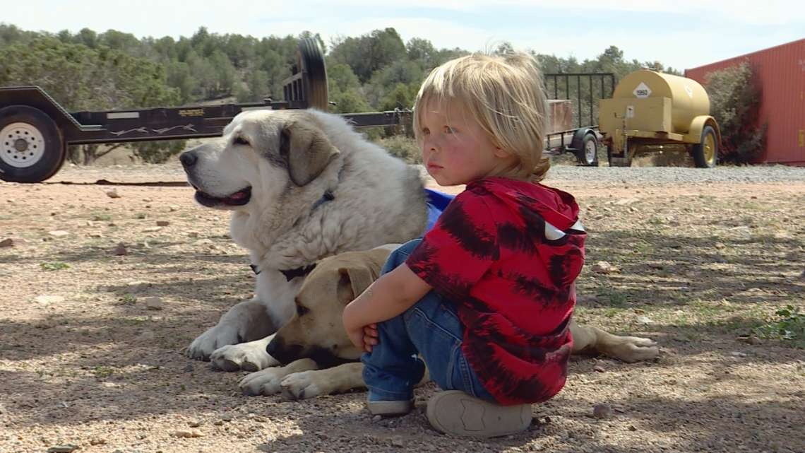 Hero dog Buford rescues missing toddler in Arizona wilderness | kens5.com