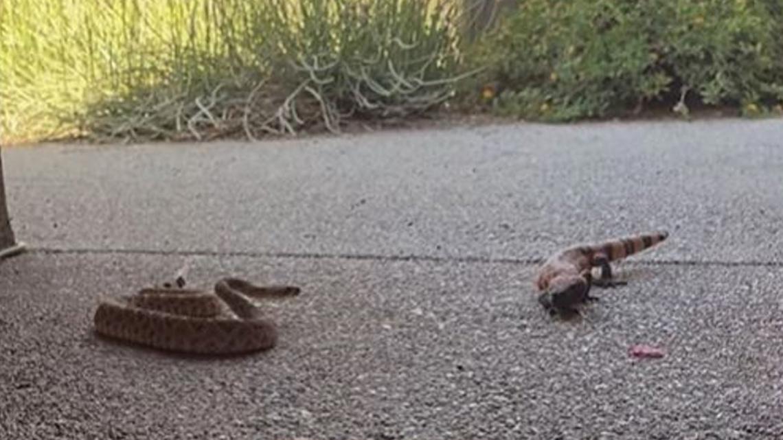 Gila monster and rattlesnake found on resident's front porch | kens5.com