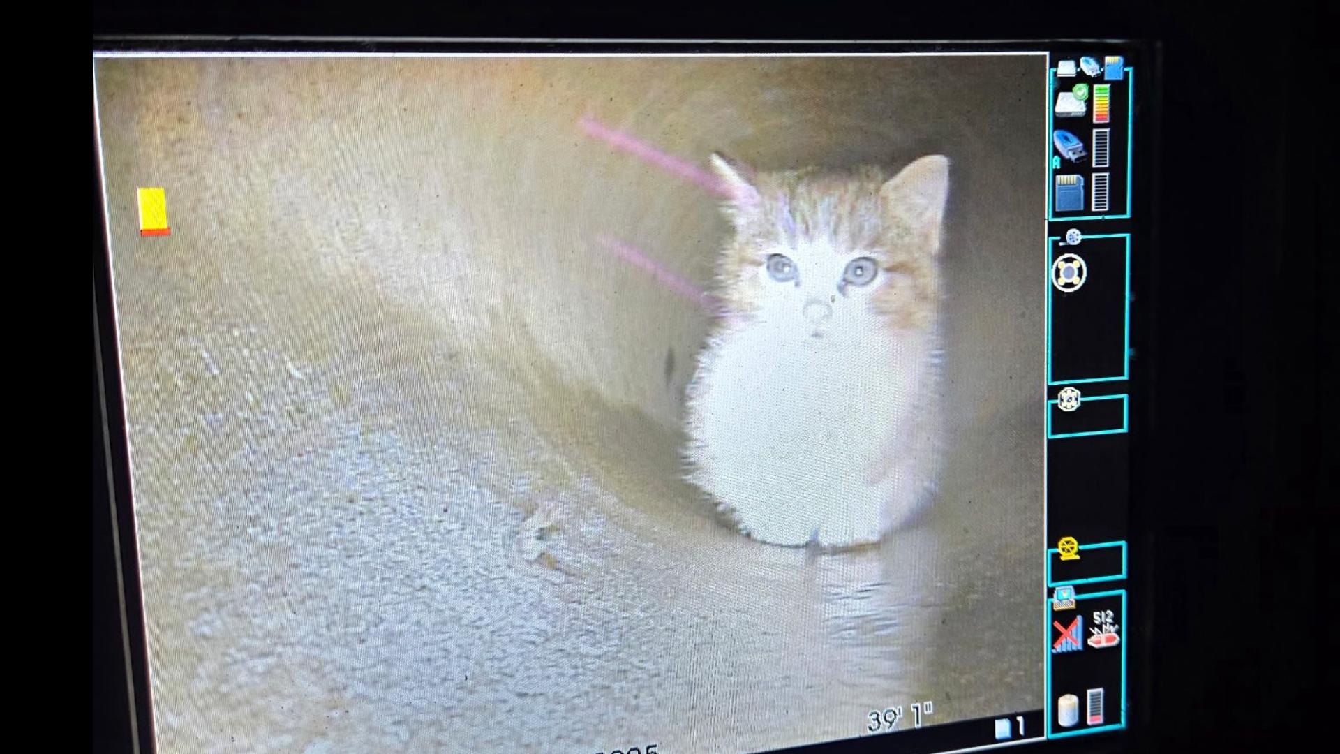 3 hour rescue: Cats trapped deep in Valley Park sewer system rescued by ...