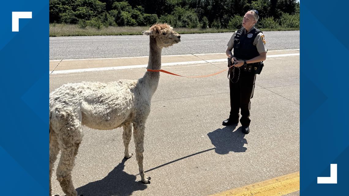 St. Louis County police rescue alpaca on Highway 367 | kens5.com