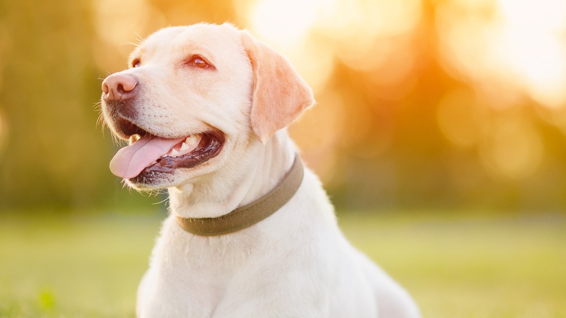 SAPA! is on a mission to find families for 1,000 cats and dogs | kens5.com