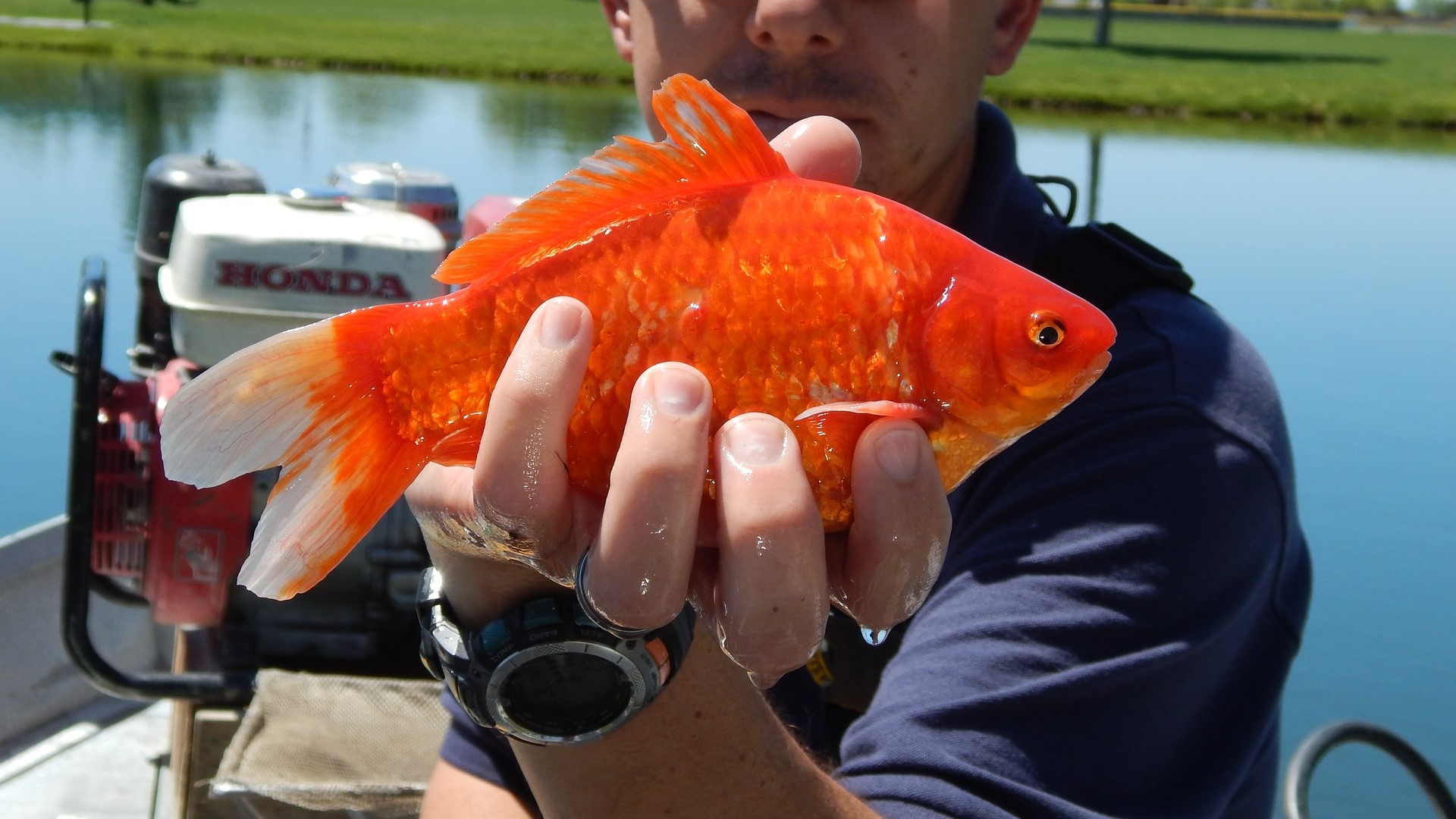 1 fish, 2 fish, red fish, wrong fish: Non-native species found in Boise ...