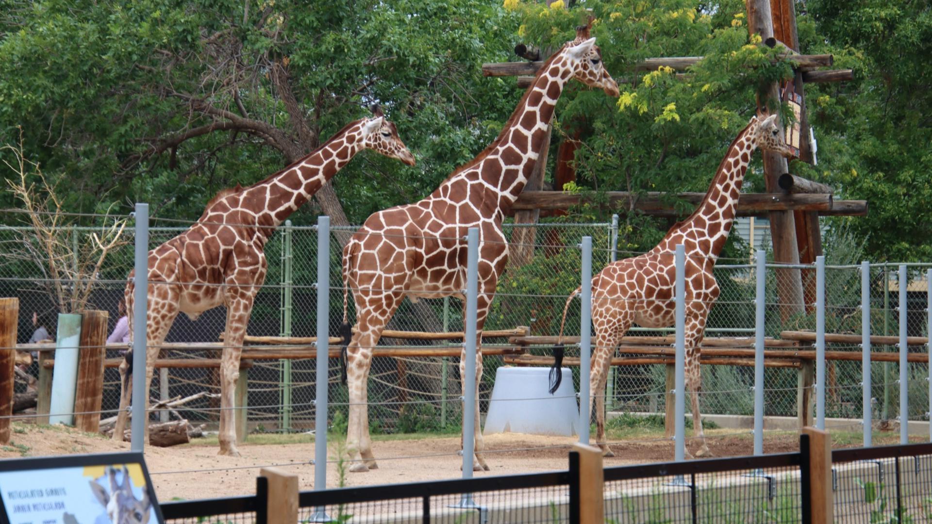 Baby animal alert! Denver Zoo giraffe is pregnant | kens5.com
