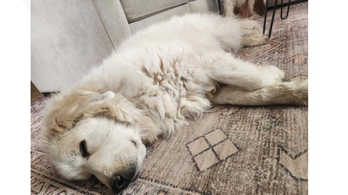 After 18 days, missing Evergreen therapy dog reunited with family ...