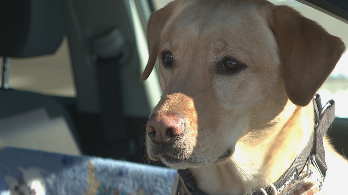 'Uber dog' from Colorado becomes internet sensation | kens5.com