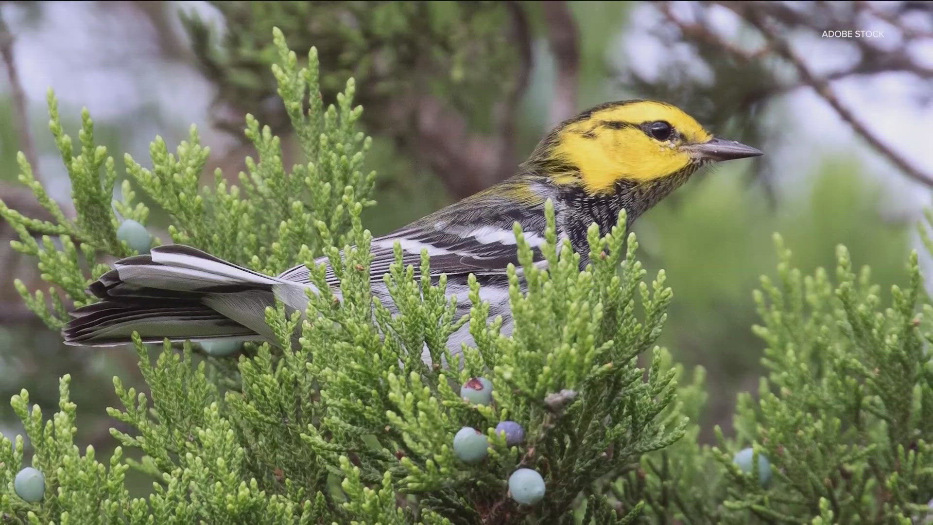 Texas leaders seek to delist golden-cheeked warbler from endangered ...