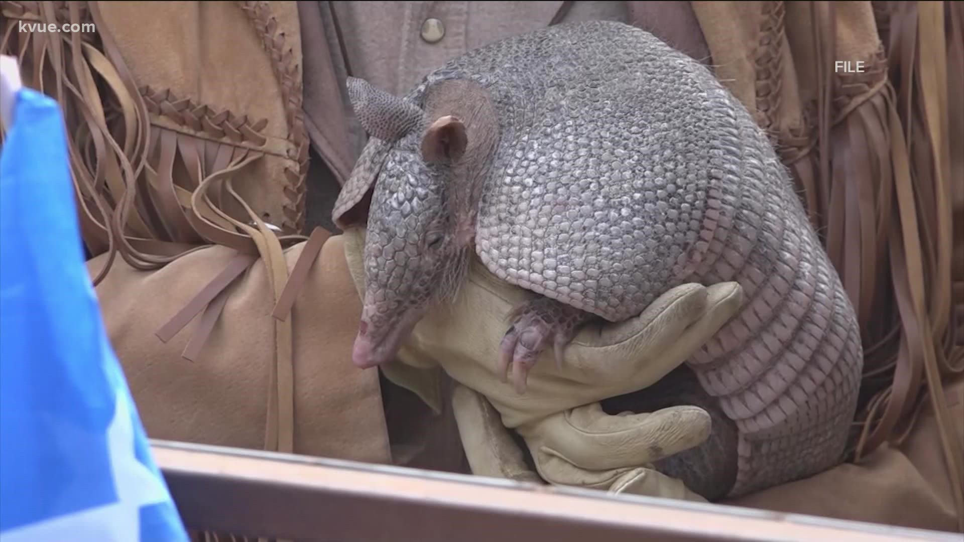 Bee Cave Bob prediction 2022 | kens5.com