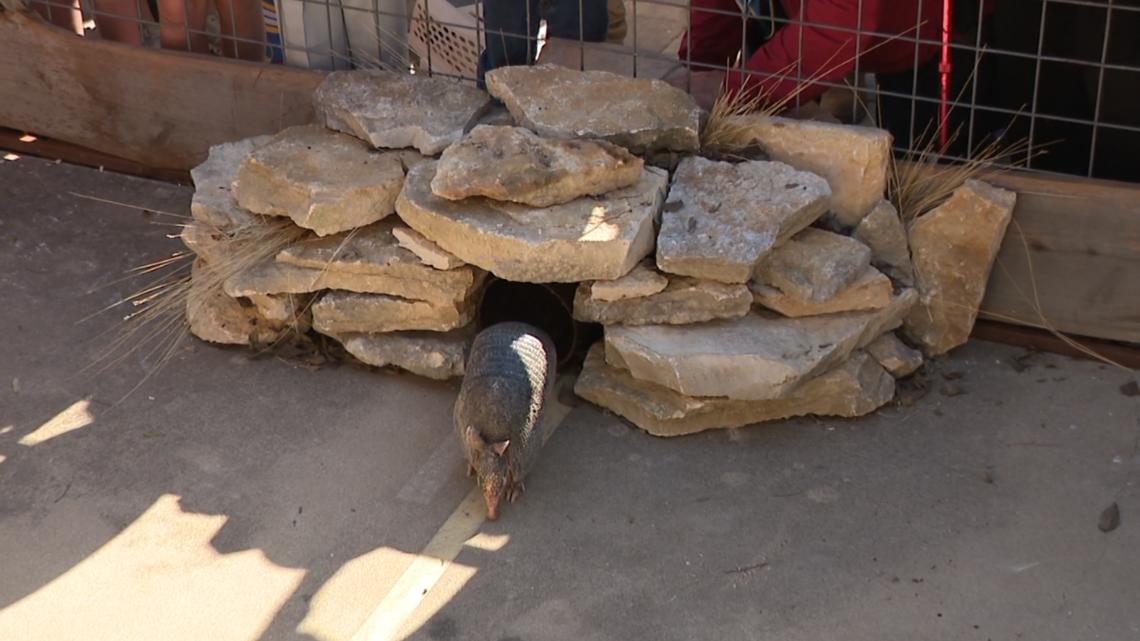 Texas armadillo Bee Cave Bob predicts an early spring | kens5.com