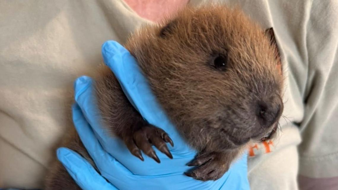 Austin Wildlife Rescue treats baby beaver after it was found alone on ...