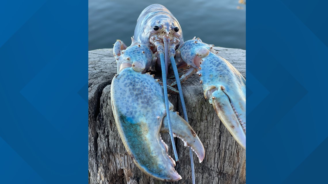 Get Maine Lobster lobsterman catches rare, light blue lobster | kens5.com