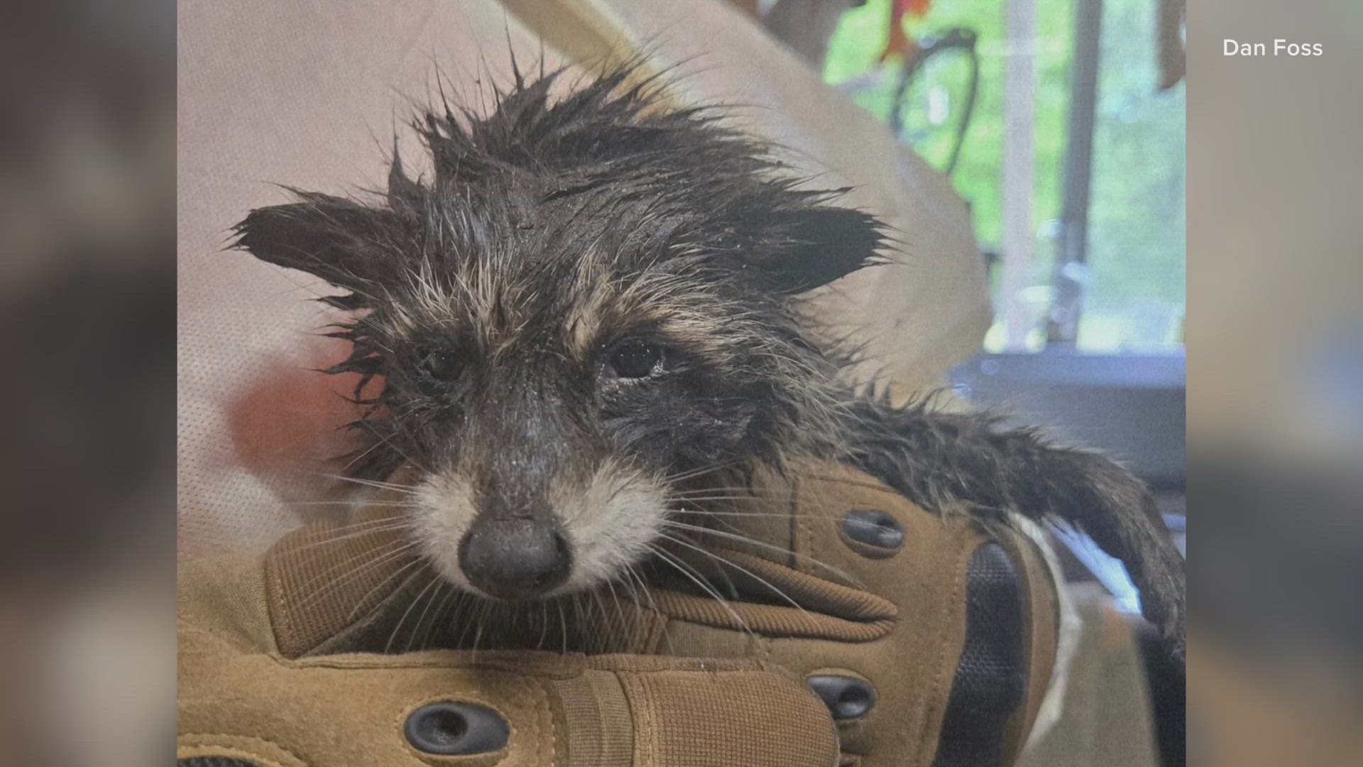 Portland, Maine raccoon rescue sets animals up for full recovery ...