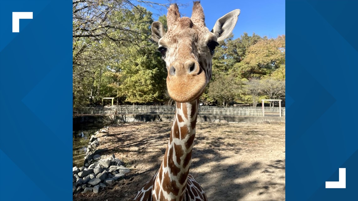 Memphis Zoo mourns death of giraffe Angela Kate | kens5.com