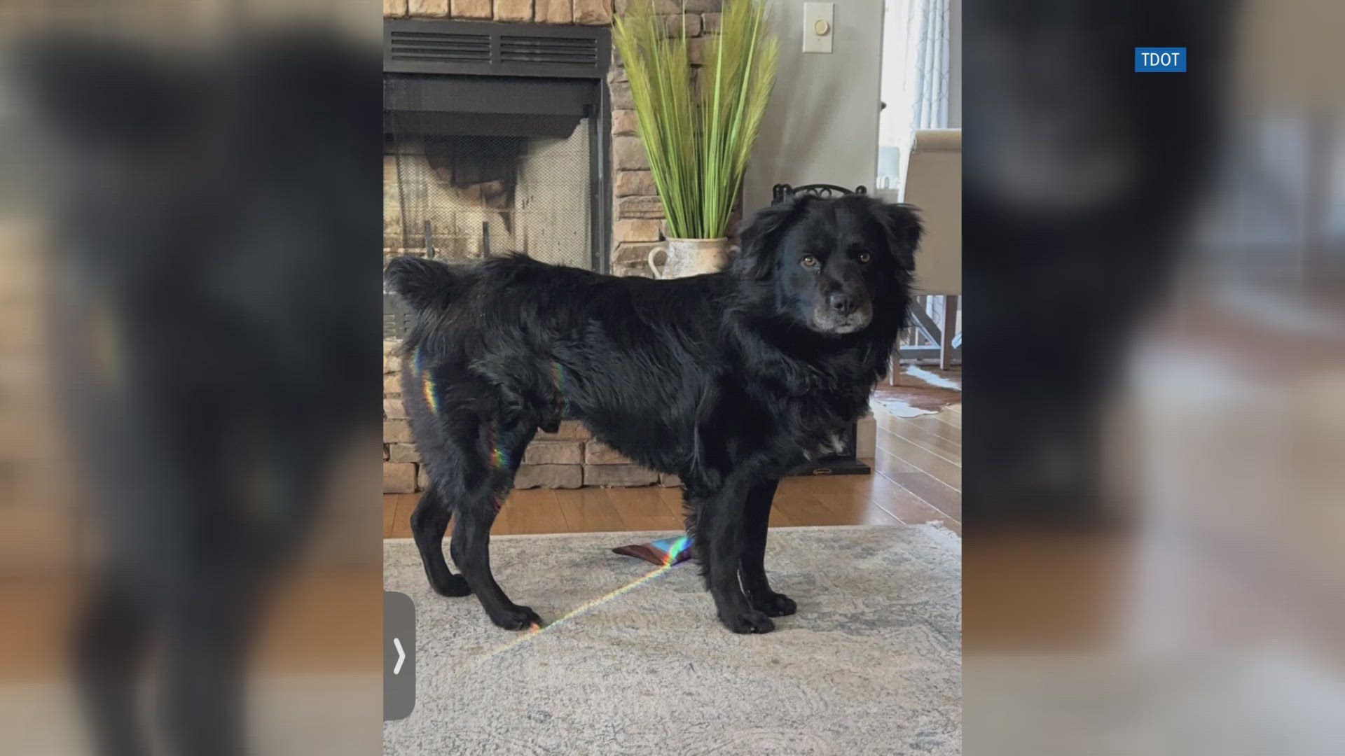 TDOT worker tracks lost dog through the snow, reunites him with his ...