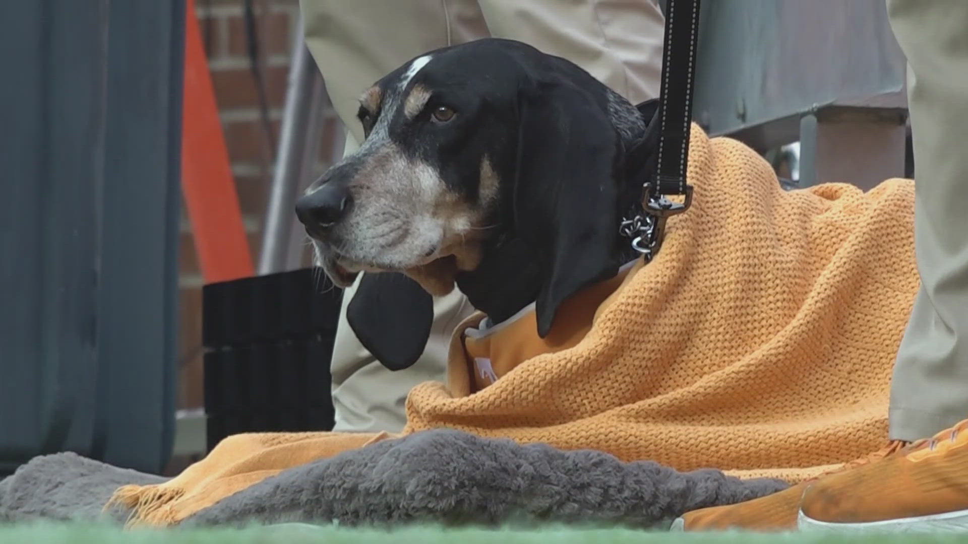Smokey X, a beloved University of Tennessee mascot, diagnosed with ...