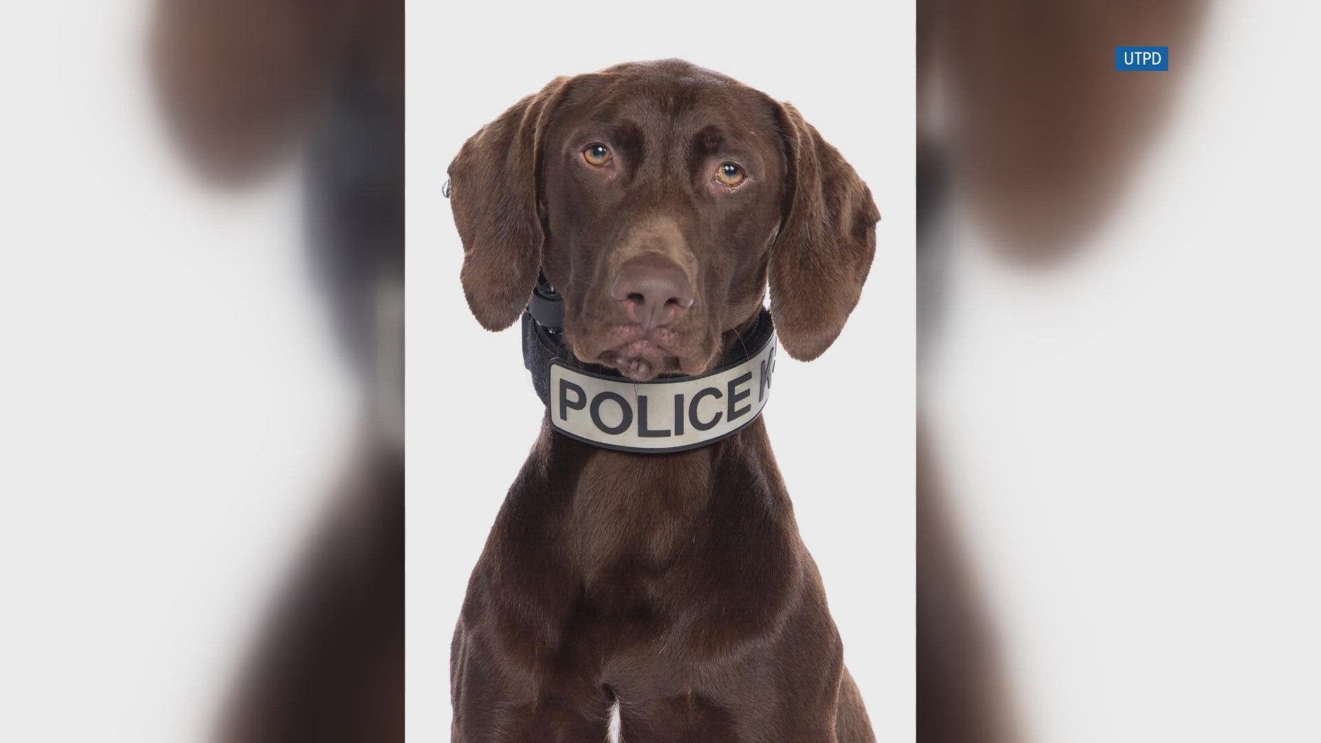 University of Tennessee Police Department mourning the loss of K9 'Doc ...