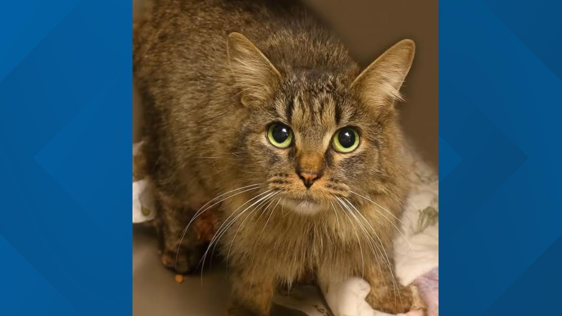 Smithson Valley, Larry Hill wins first state championship | kens5.com