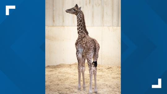 Columbus Zoo announces name of baby Masai giraffe | kens5.com