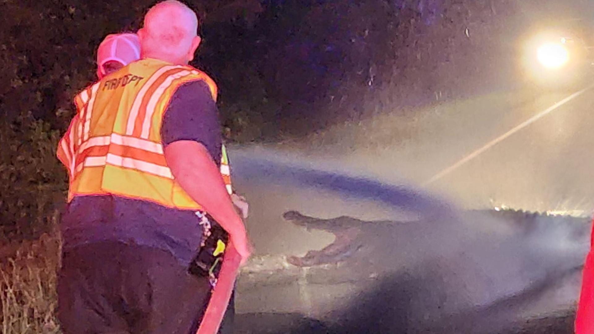 Alligator lunging at cars near Boiling Spring Lake, NC | kens5.com