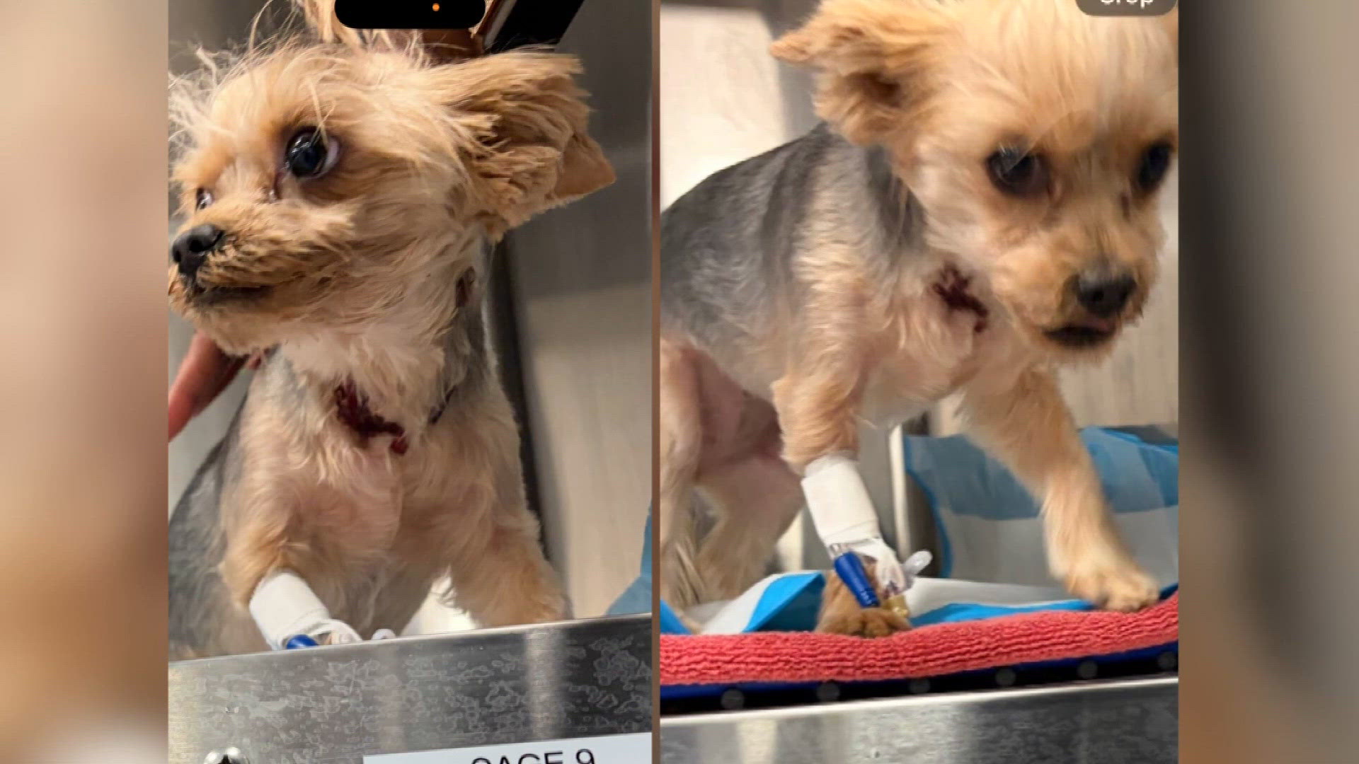 Small dog owner recounts pet's scary encounter with a Bobcat in Frisco ...